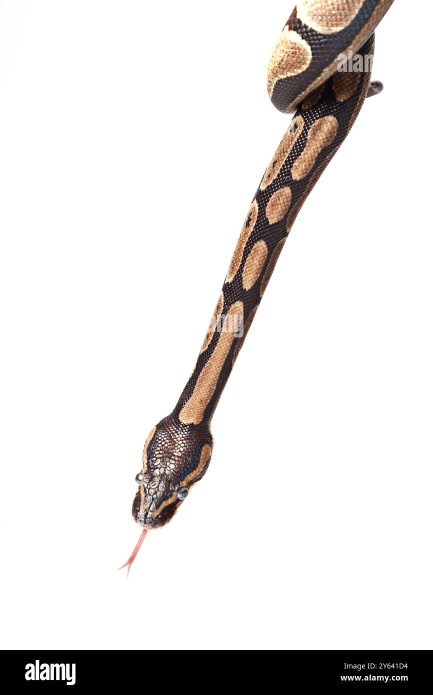 Python snake showing forked tongue over white Stock Photo - Alamy