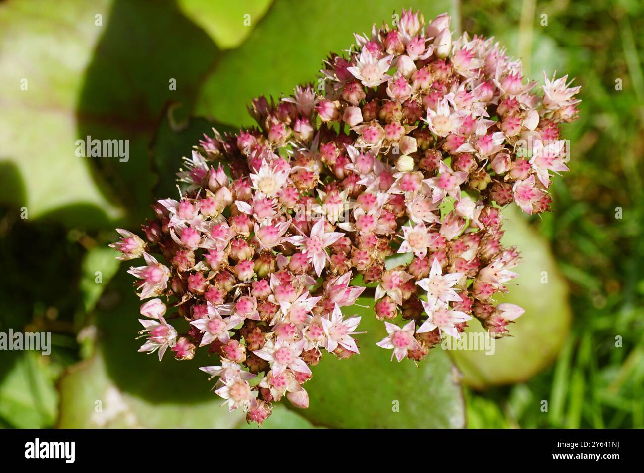 Close up flowers Orpine (Hylotelephium telephium), sedum 'twinkling ...