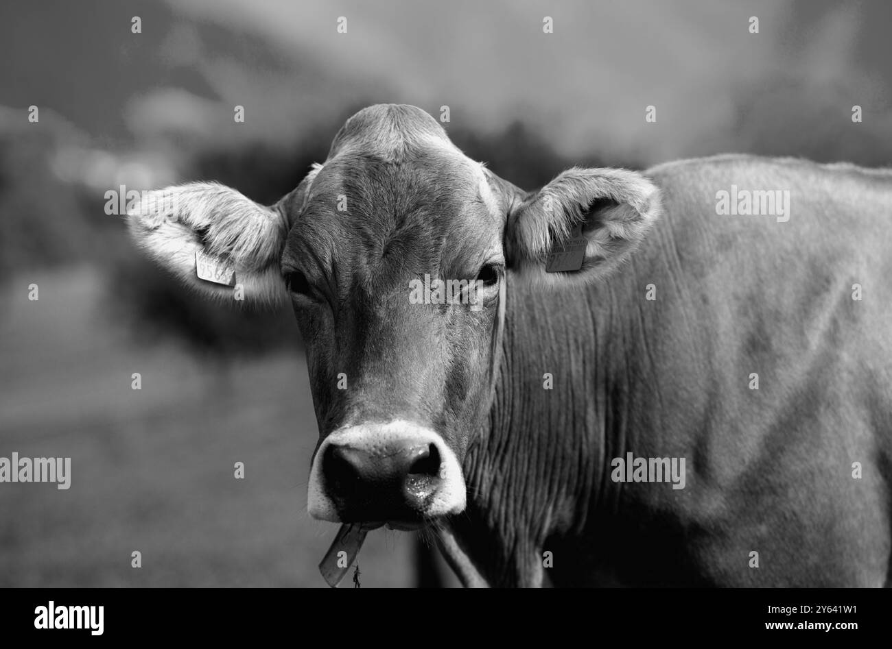Cow on lawn. Cow grazing on green meadow. Holstein cow. Eco farming ...