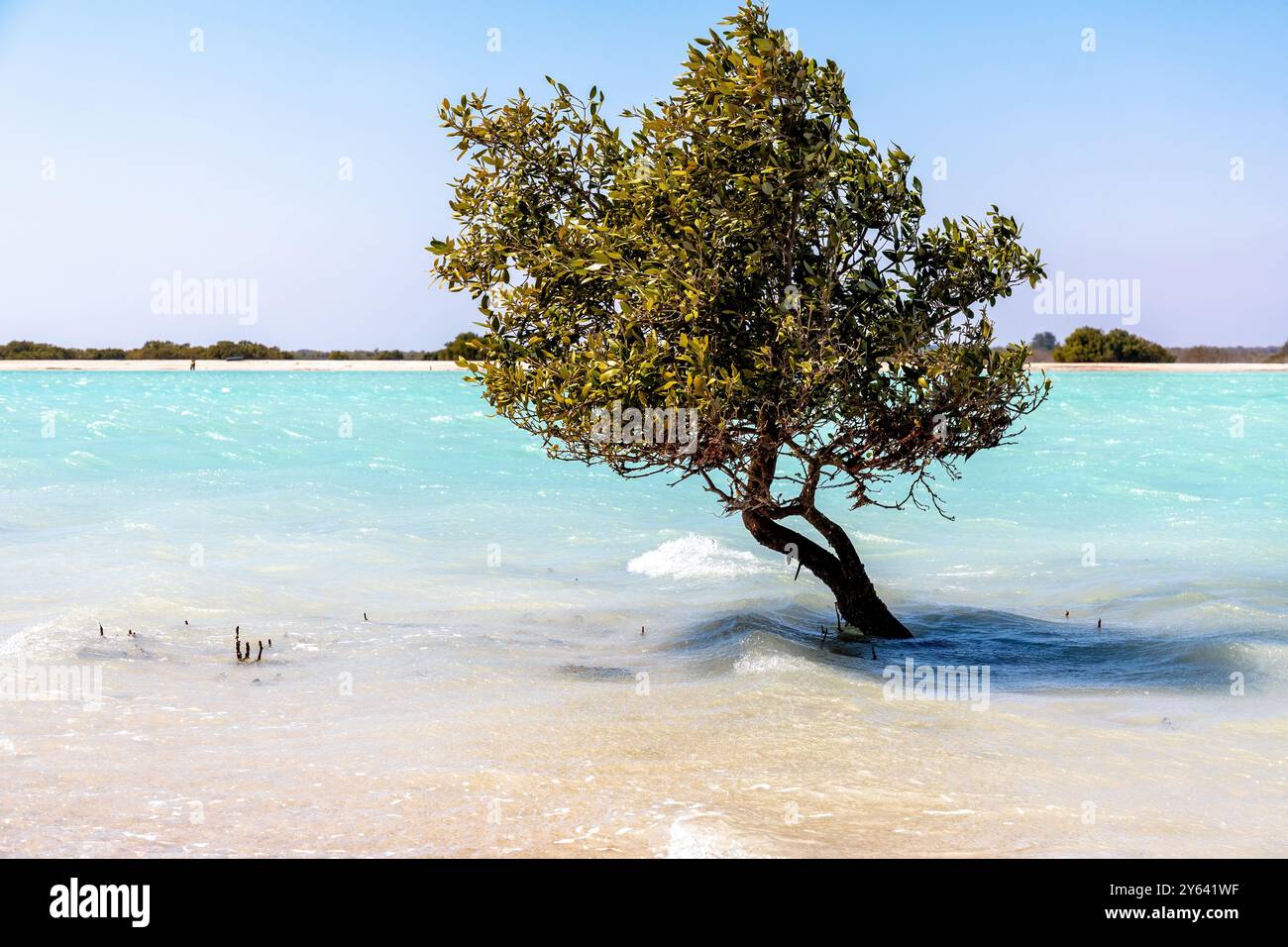 A single mangrove tree stands tall in the shallow water of a tropical ...