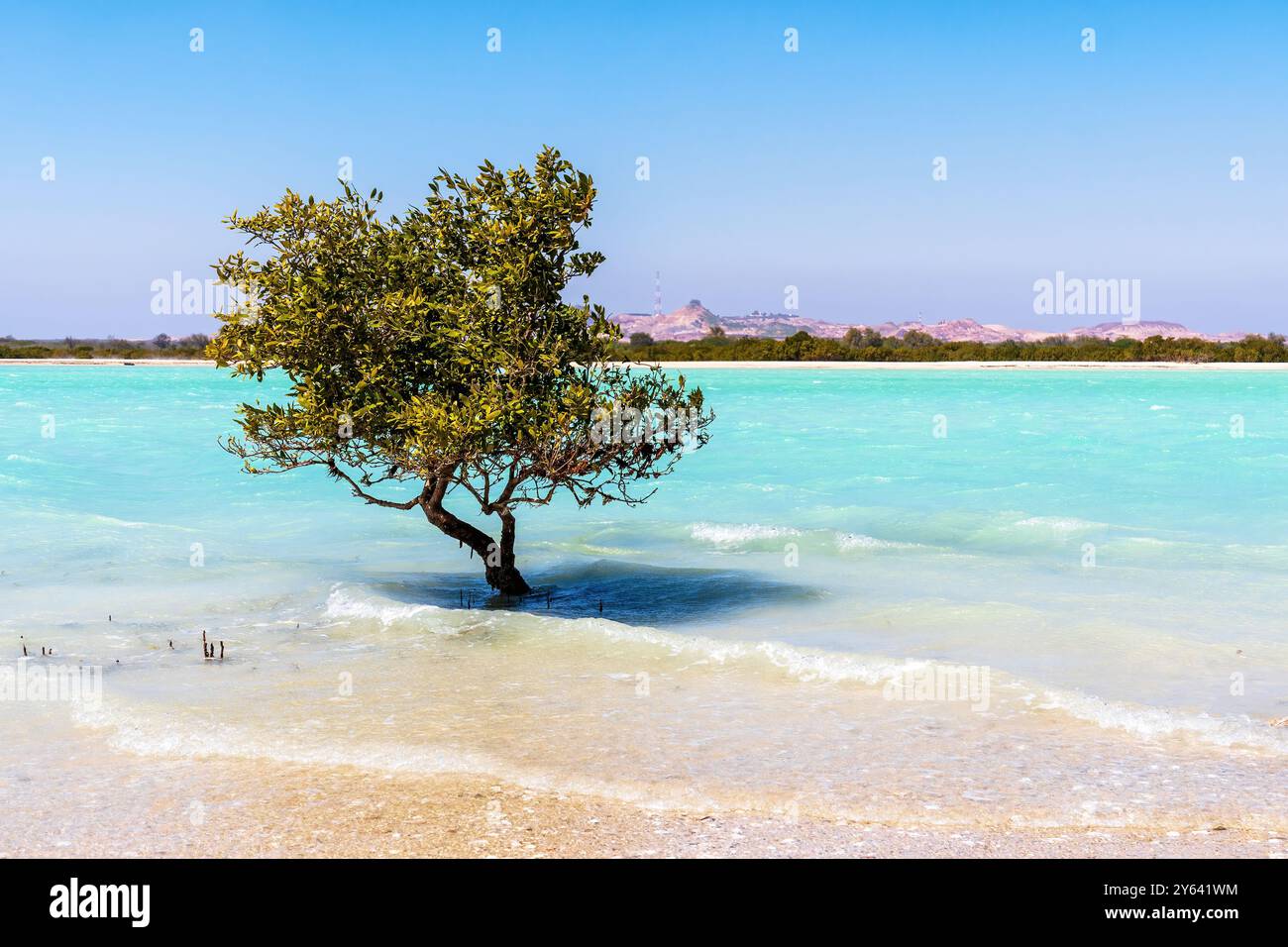 Lone mangrove tree stands tall in the shallow turquoise water of a ...
