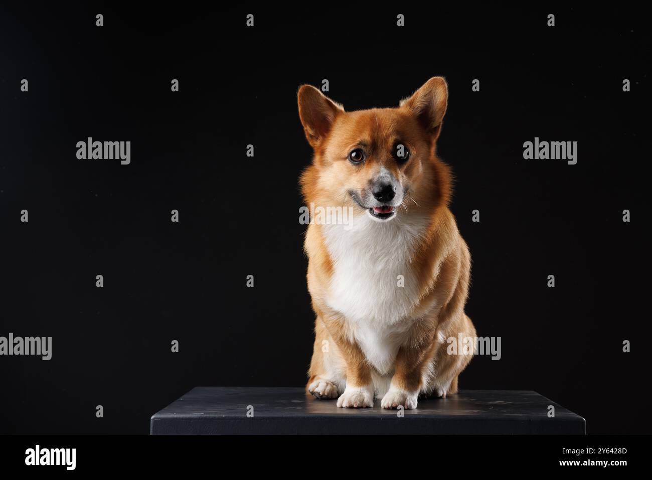 Cheerful corgi sitting on hi-res stock photography and images - Alamy