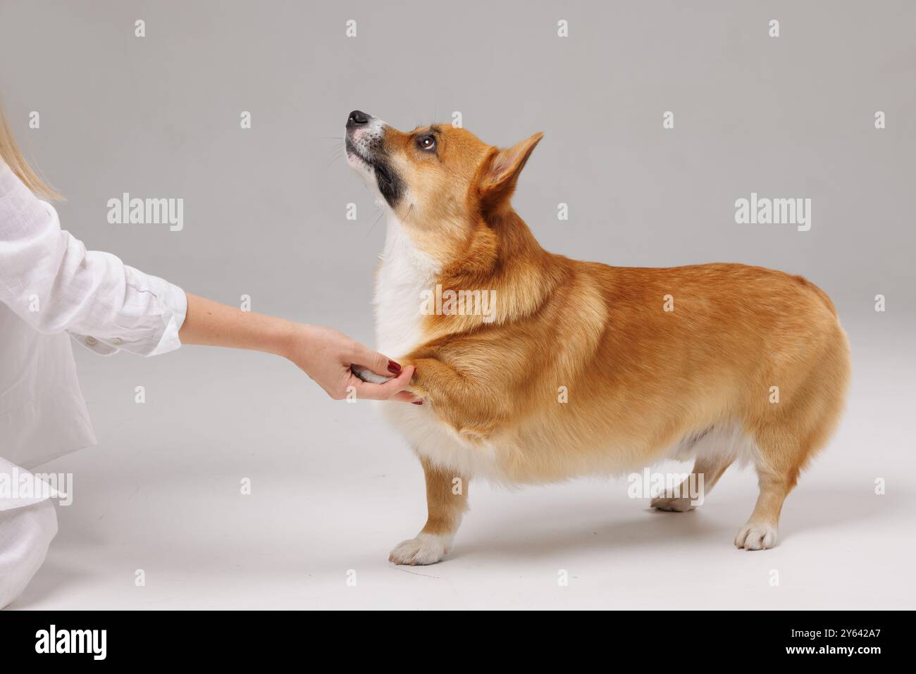 Welsh Corgi dog gives paw to owner, on white isolated background, dog ...