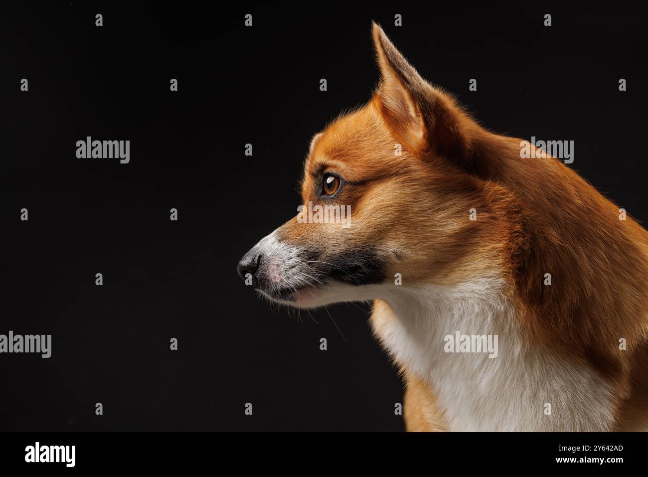 Side profile of a Pembroke Welsh Corgi dog on a dark background, side ...