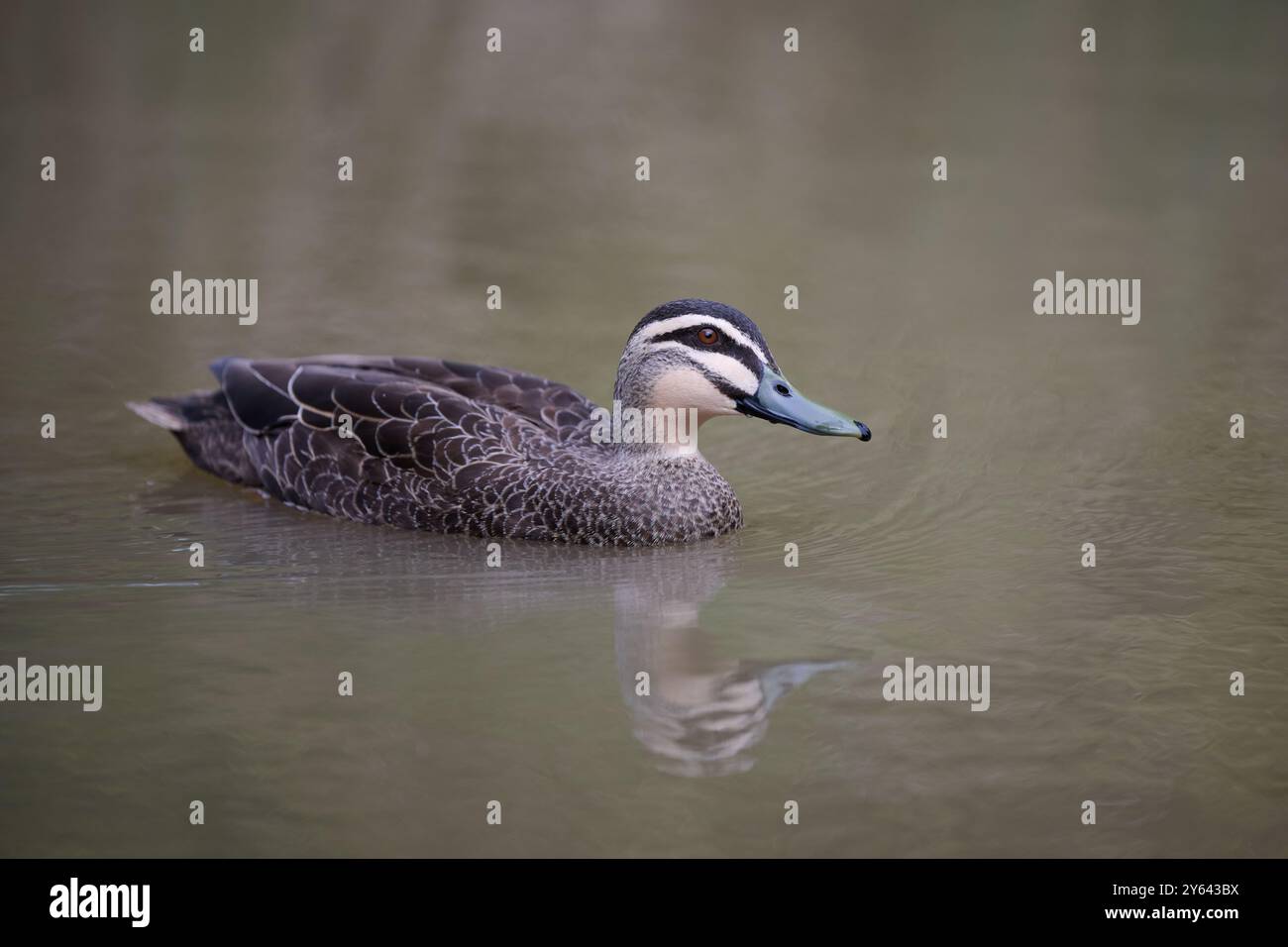 Side view of a Pacific black duck swimming in brown murky water, with ...