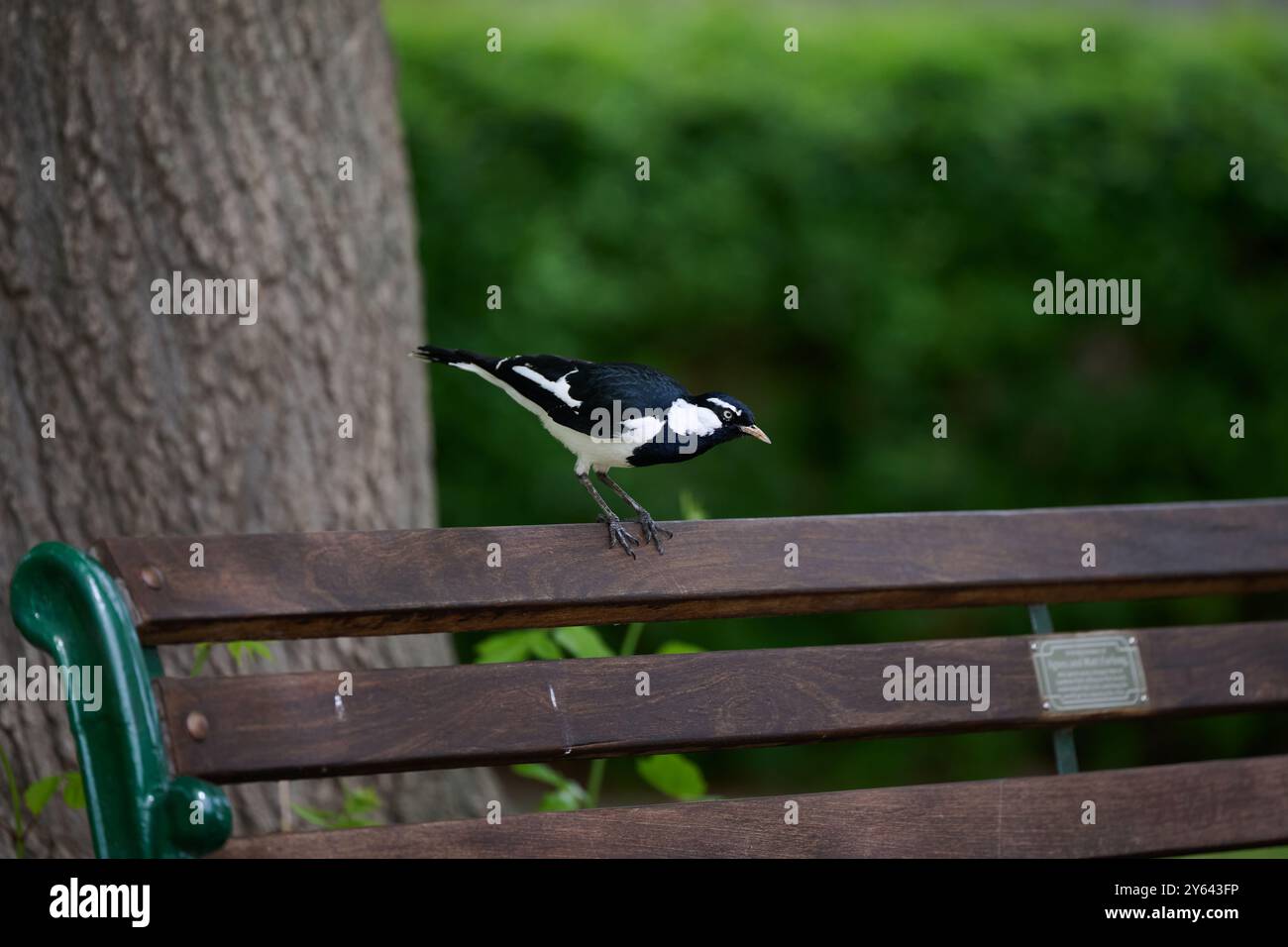 Side view of a male magpie-lark, or peewee bird, leaning down as it ...