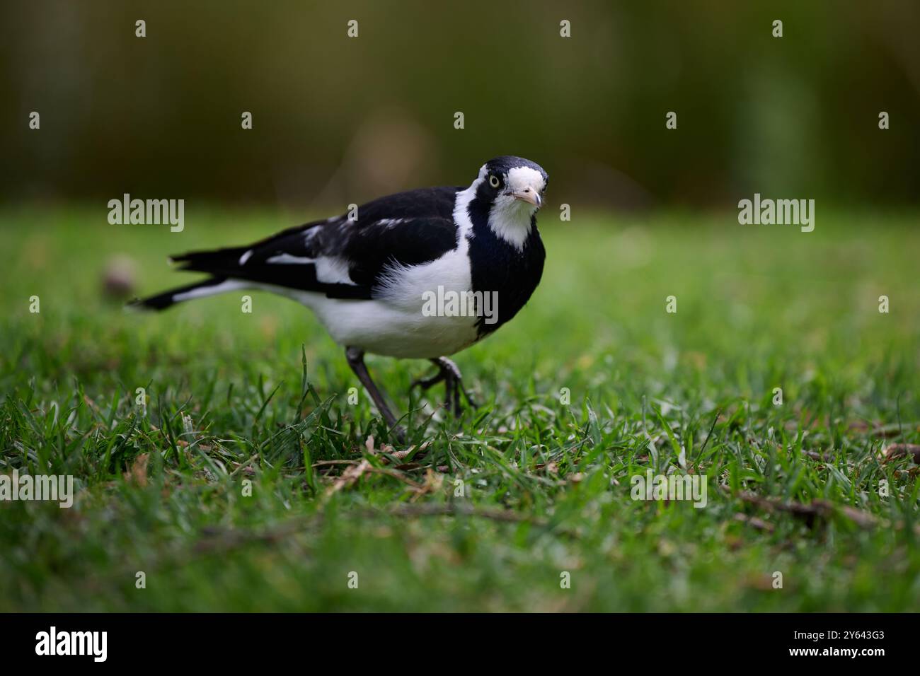 Female magpie-lark walking on grass, with its head turned slightly ...