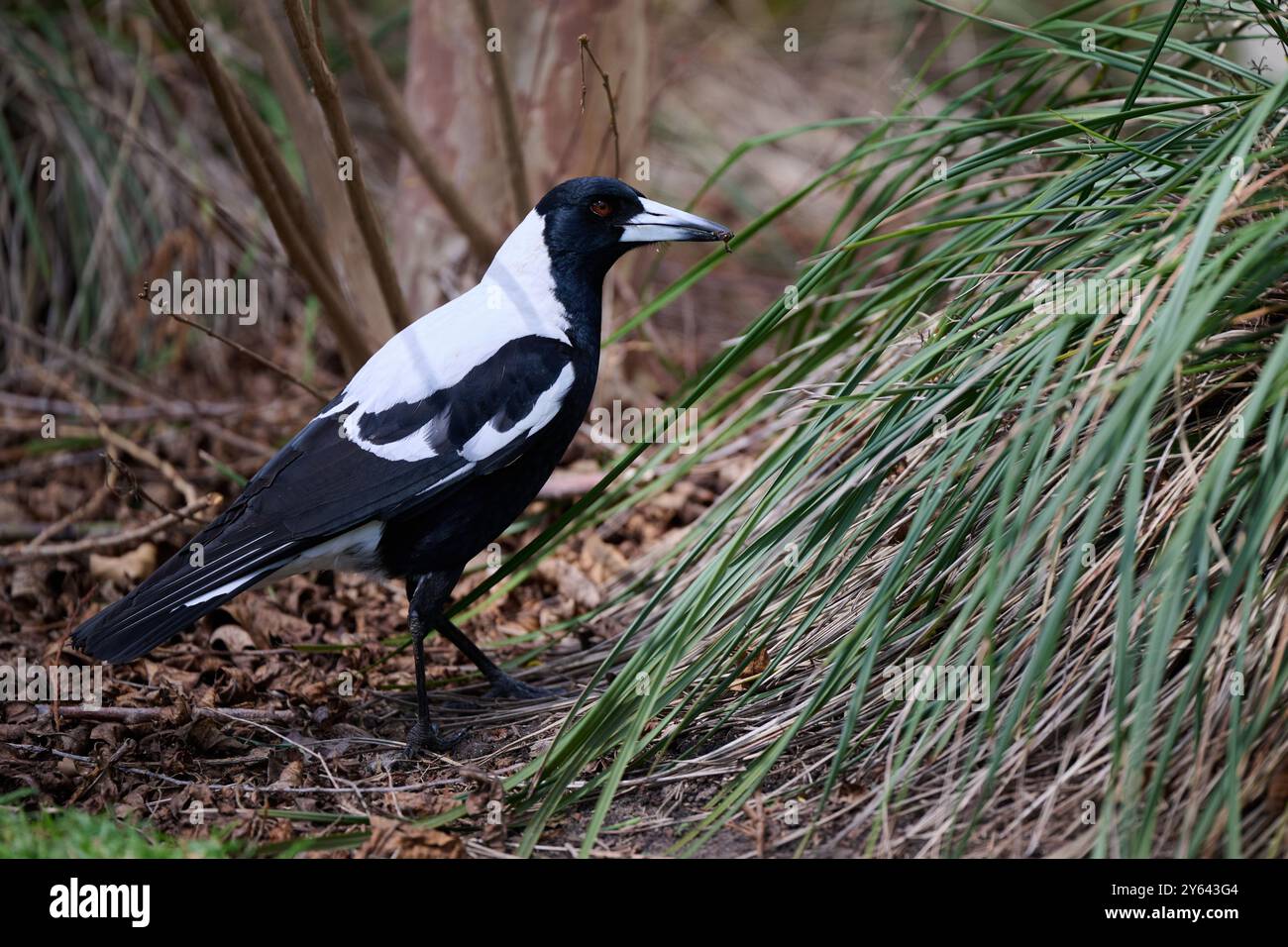 Side view of a male Australian magpie holding a tasty grub or worm in ...