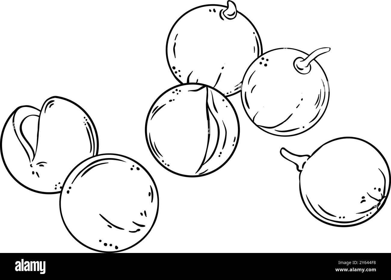 Mongongo Nuts Isolated Outline Illustration Stock Vector Image & Art ...