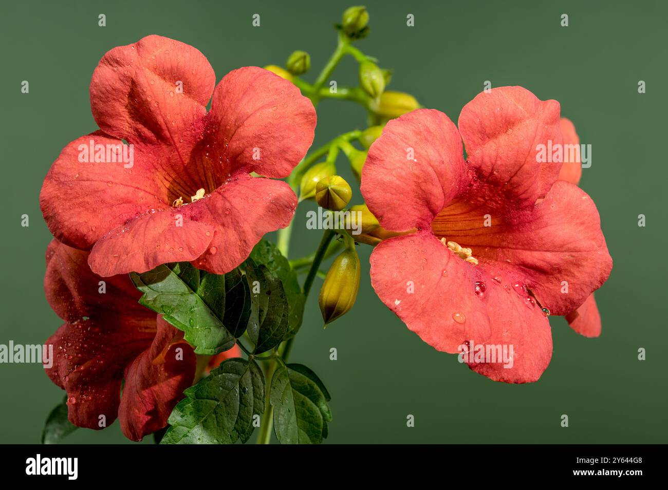 Beautiful Blooming orange Bignonia capreolata or campsis on a green ...