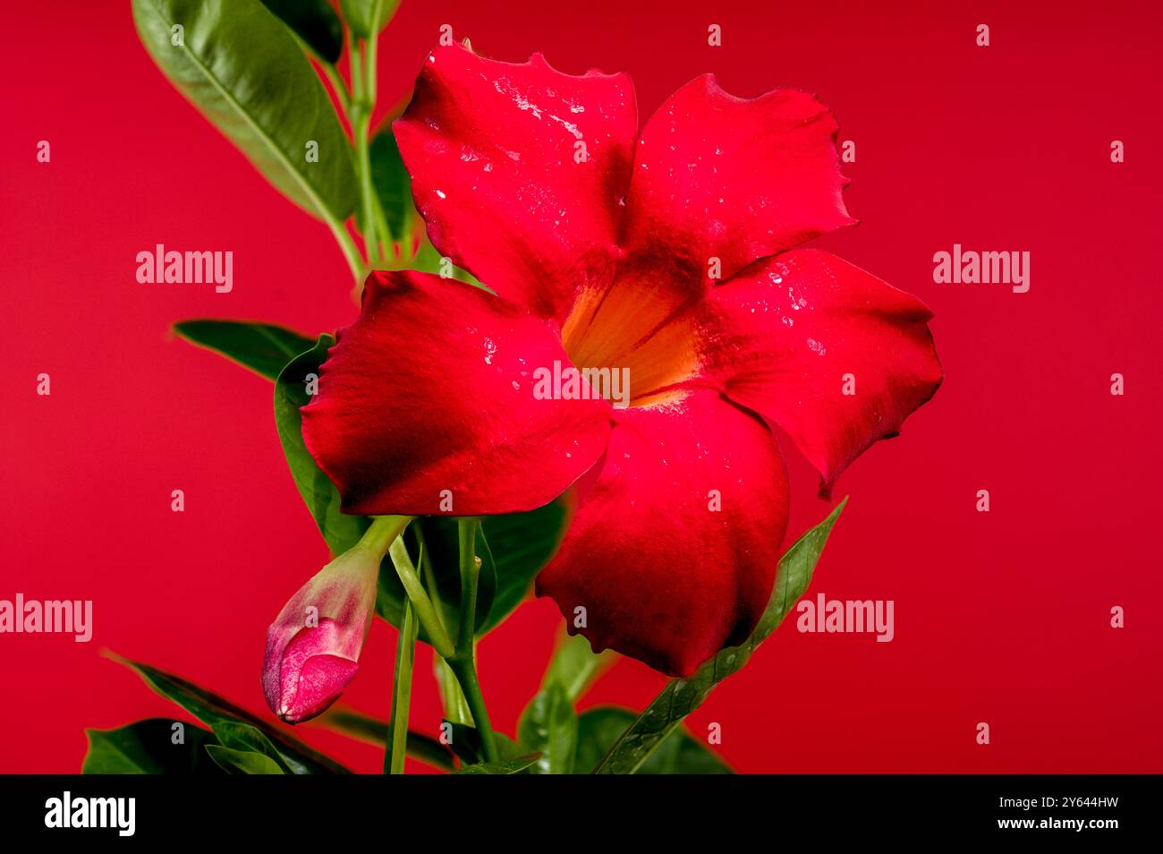 Beautiful Blooming Dipladenia red or mandevilla on a red background ...