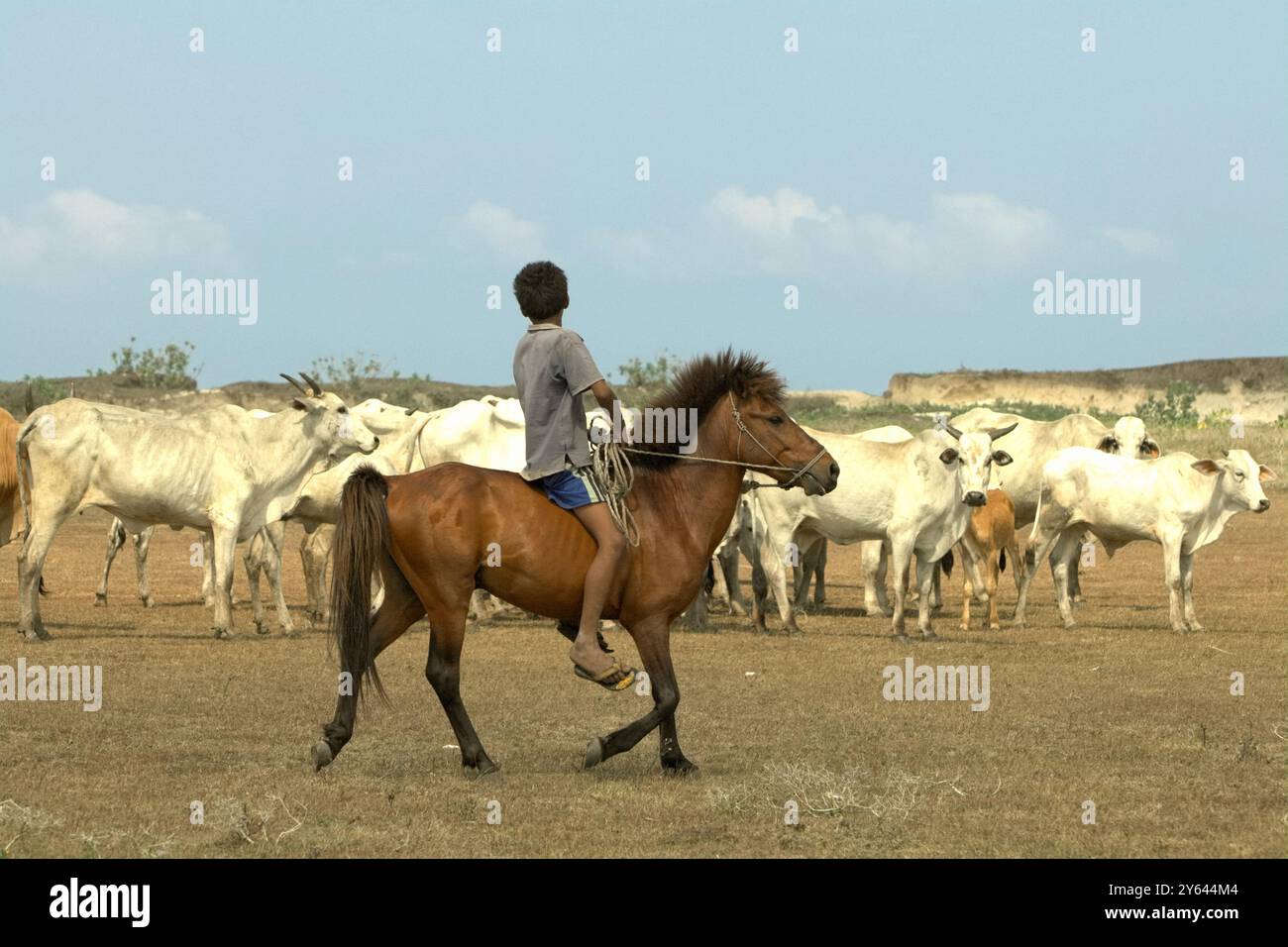 A child passing cattle herd, as he is riding a pony on a coastal ...