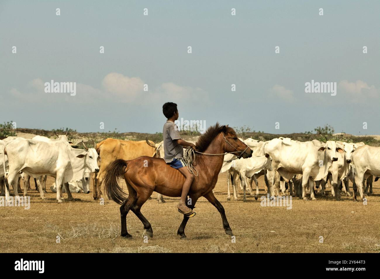 A child passing cattle herd, as he is riding a pony on a coastal ...