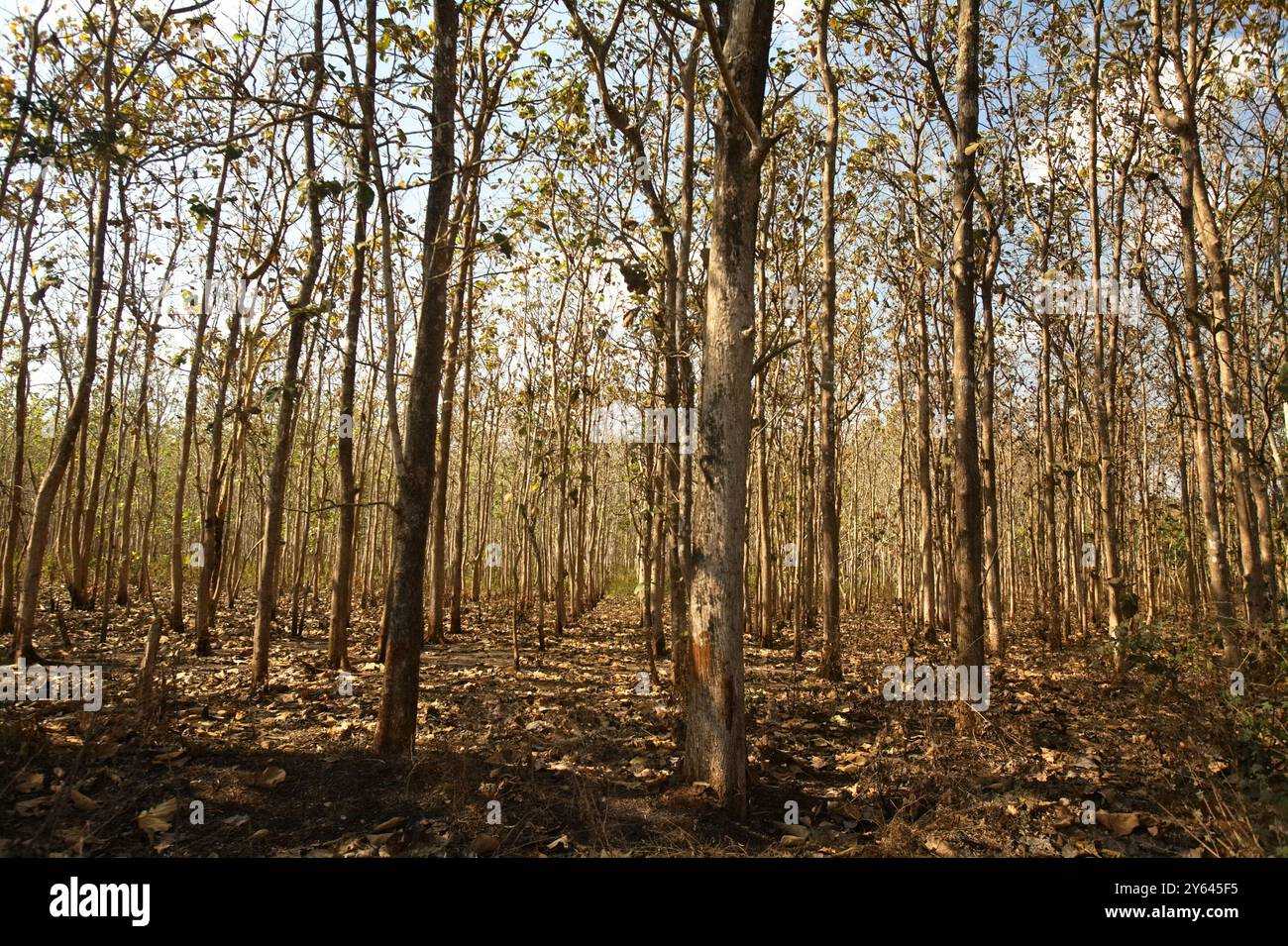 A teak plantation during dry season on the outskirts of Waikabubak in ...