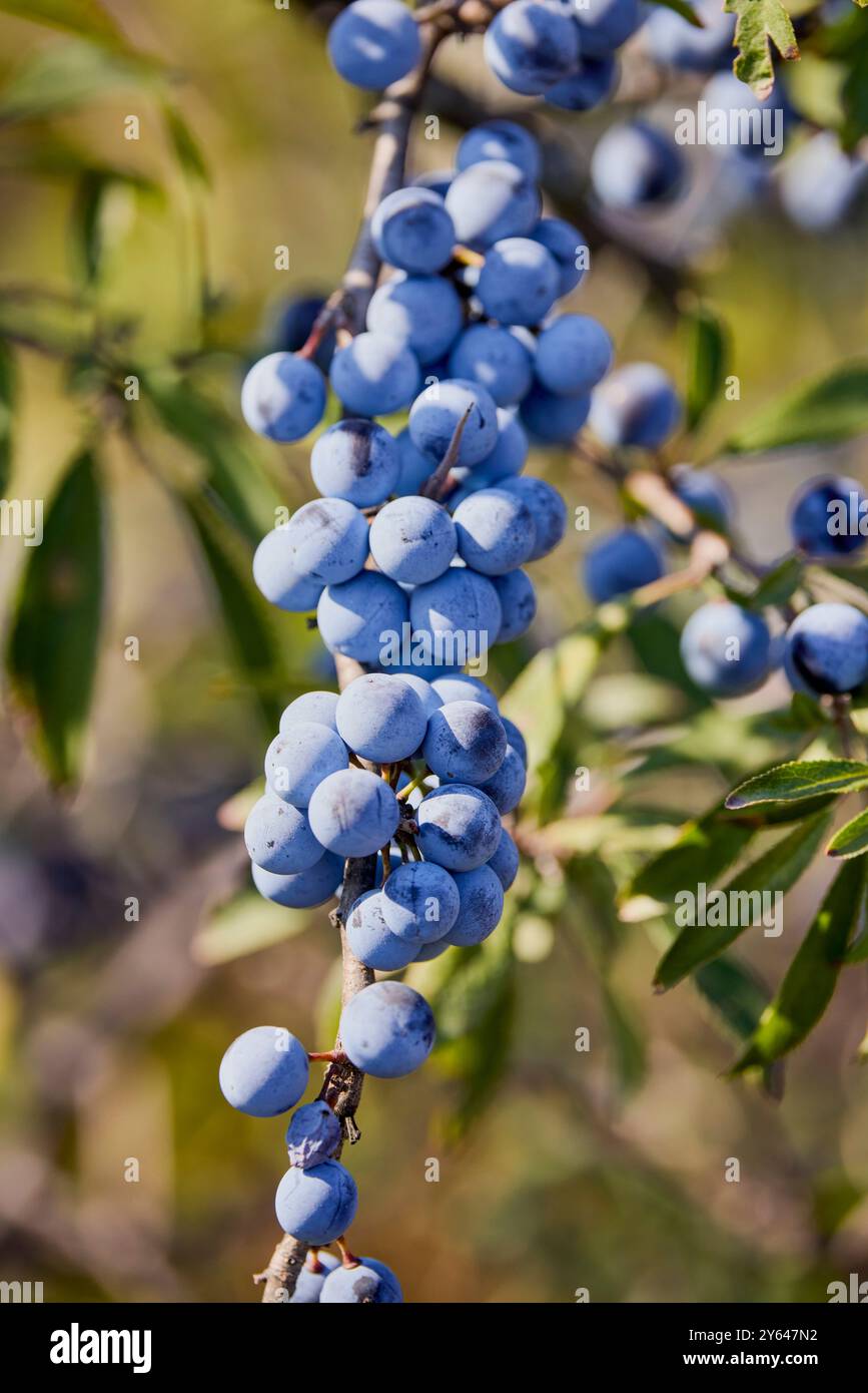 a branch with ripe fruits of (Prunus Spinosa Stock Photo - Alamy