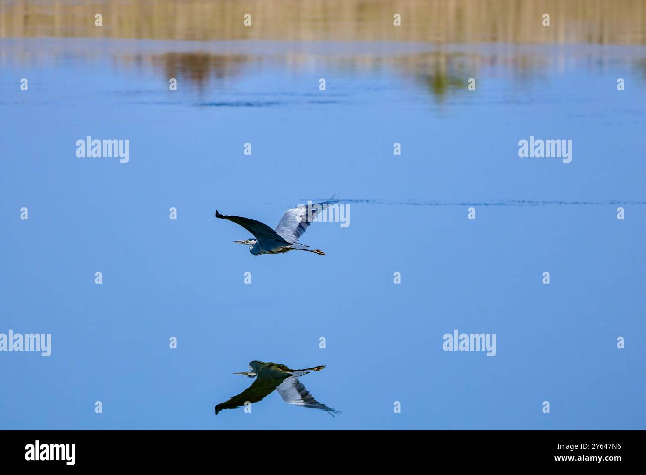 (Ardea cinerea) in flight which is reflected on the gloss of a water ...