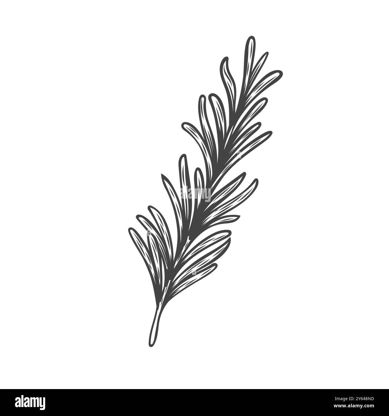 Line drawing of a rosemary branch Stock Vector Image & Art - Alamy