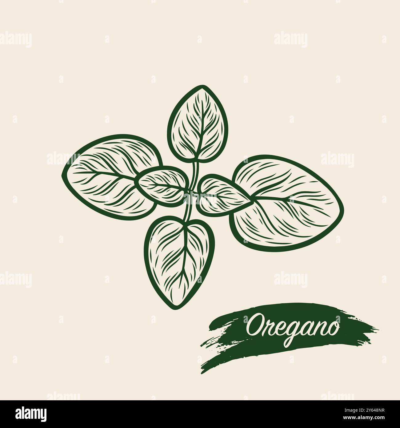 Sketch drawing of Oregano branch Stock Vector Image & Art - Alamy