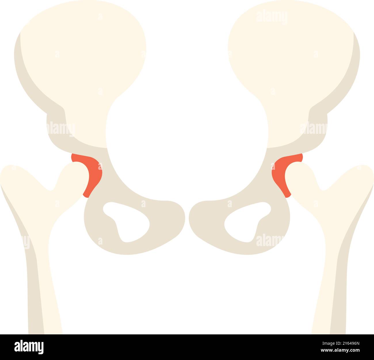Human pelvic bone showing sacroiliac joint front view on white ...
