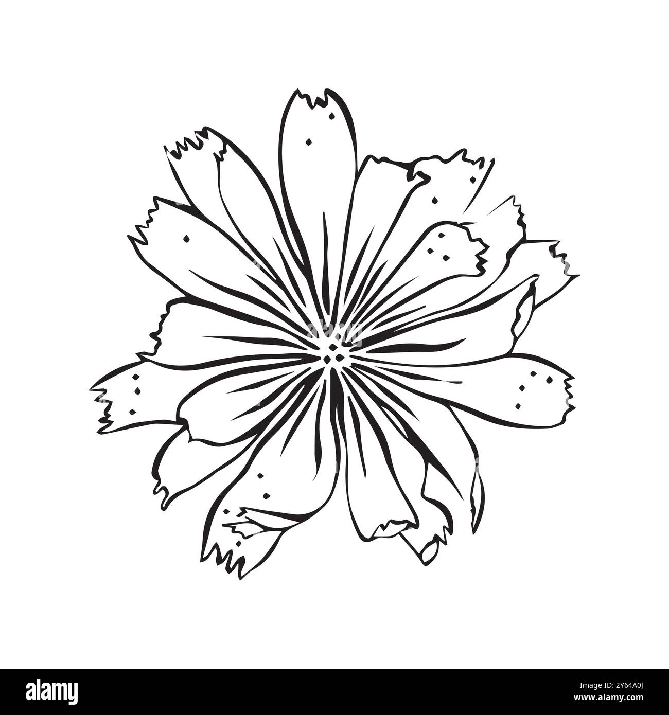Chicory flower. Line drawing. Black and white illustration. Vector ...