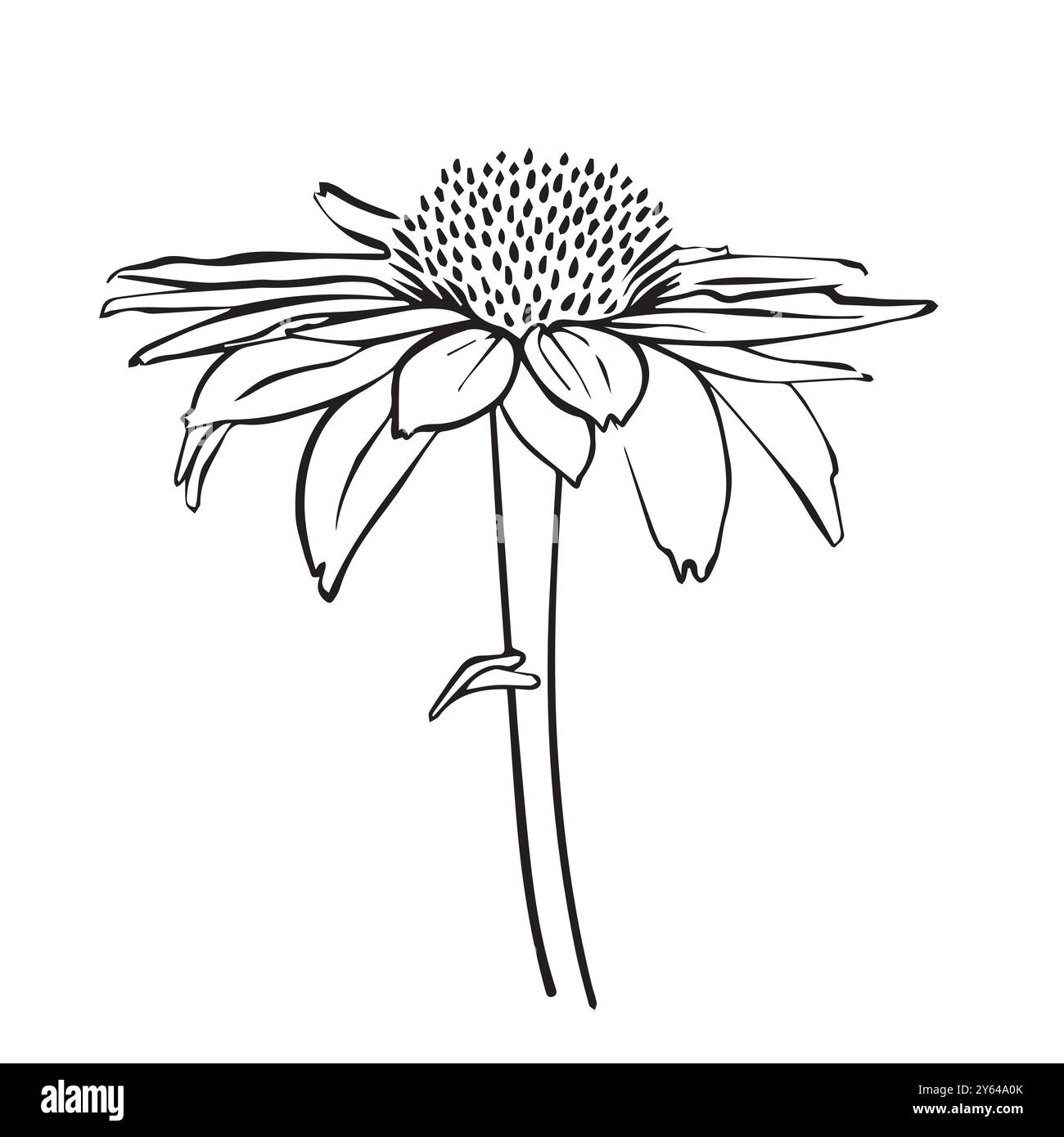 Echinacea Vector outline illustration. Hand drawn echinacea graphic ...