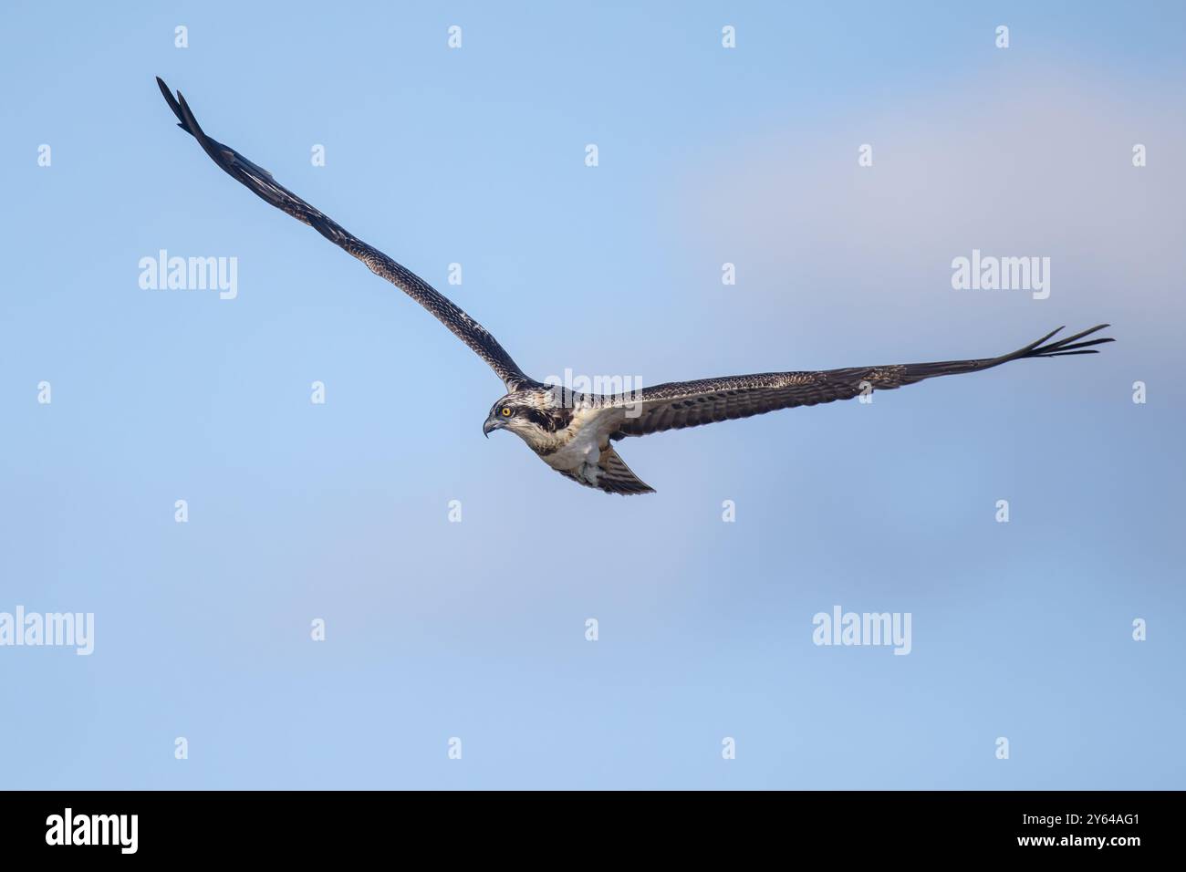 Osprey in flight with a blue sky background Stock Photo - Alamy