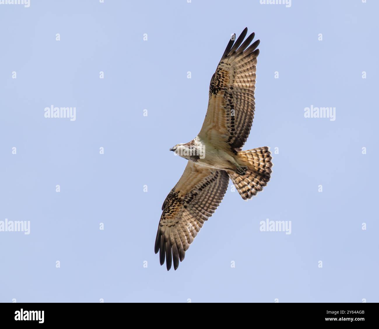 Juvenile Osprey flying overhead showing underwing pattern Stock Photo ...
