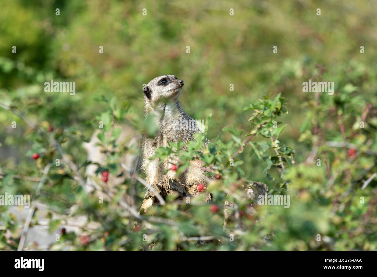 Meerkat look out on duty, watching for any potential predators Stock ...