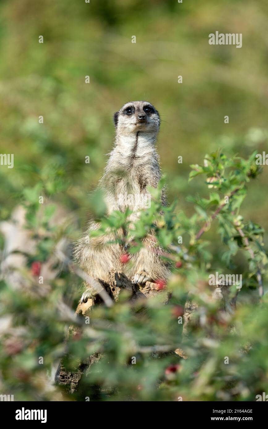 Meerkat look out on duty, watching for any potential predators Stock ...