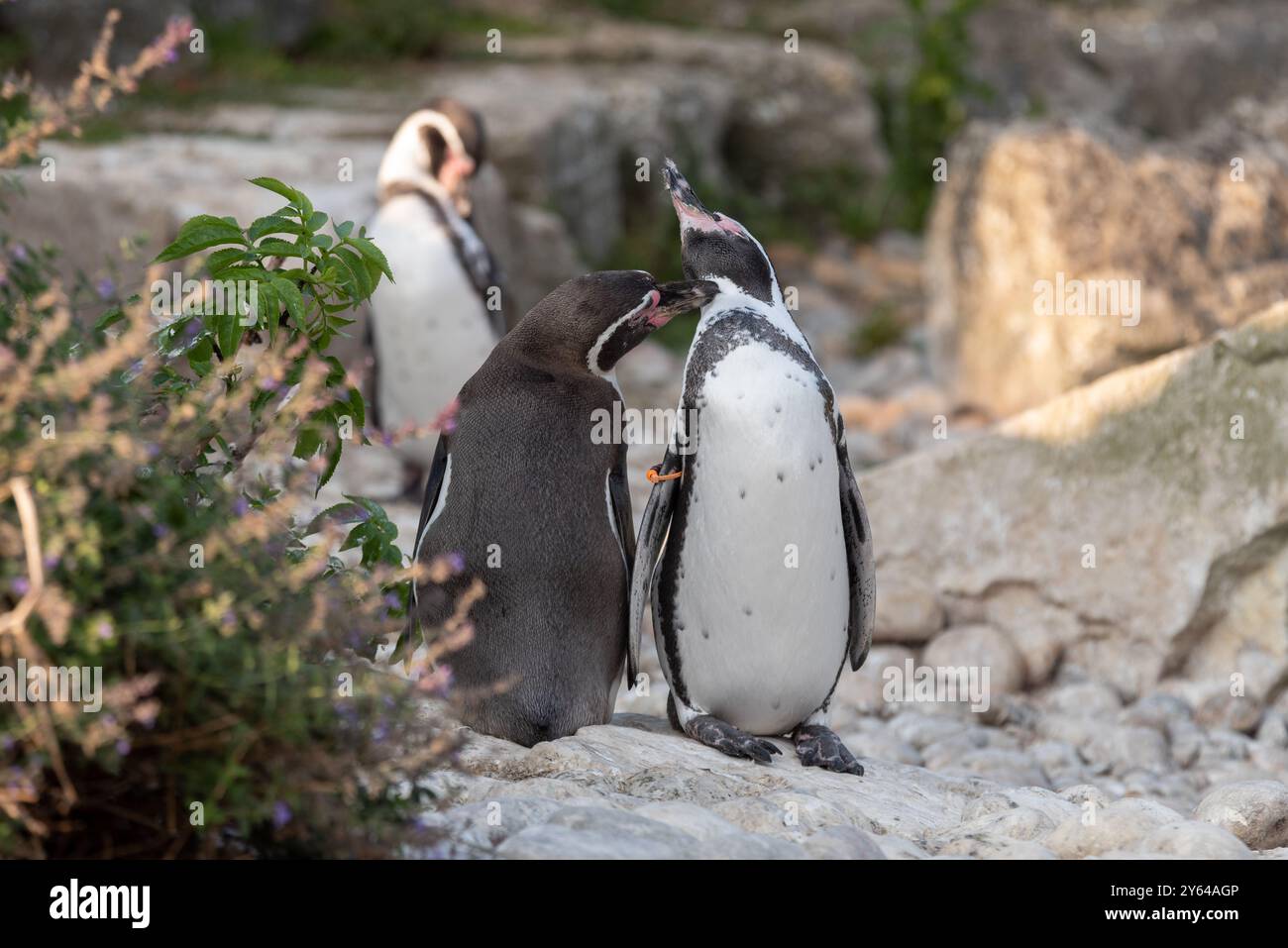 Pair humboldt penguins hi-res stock photography and images - Alamy