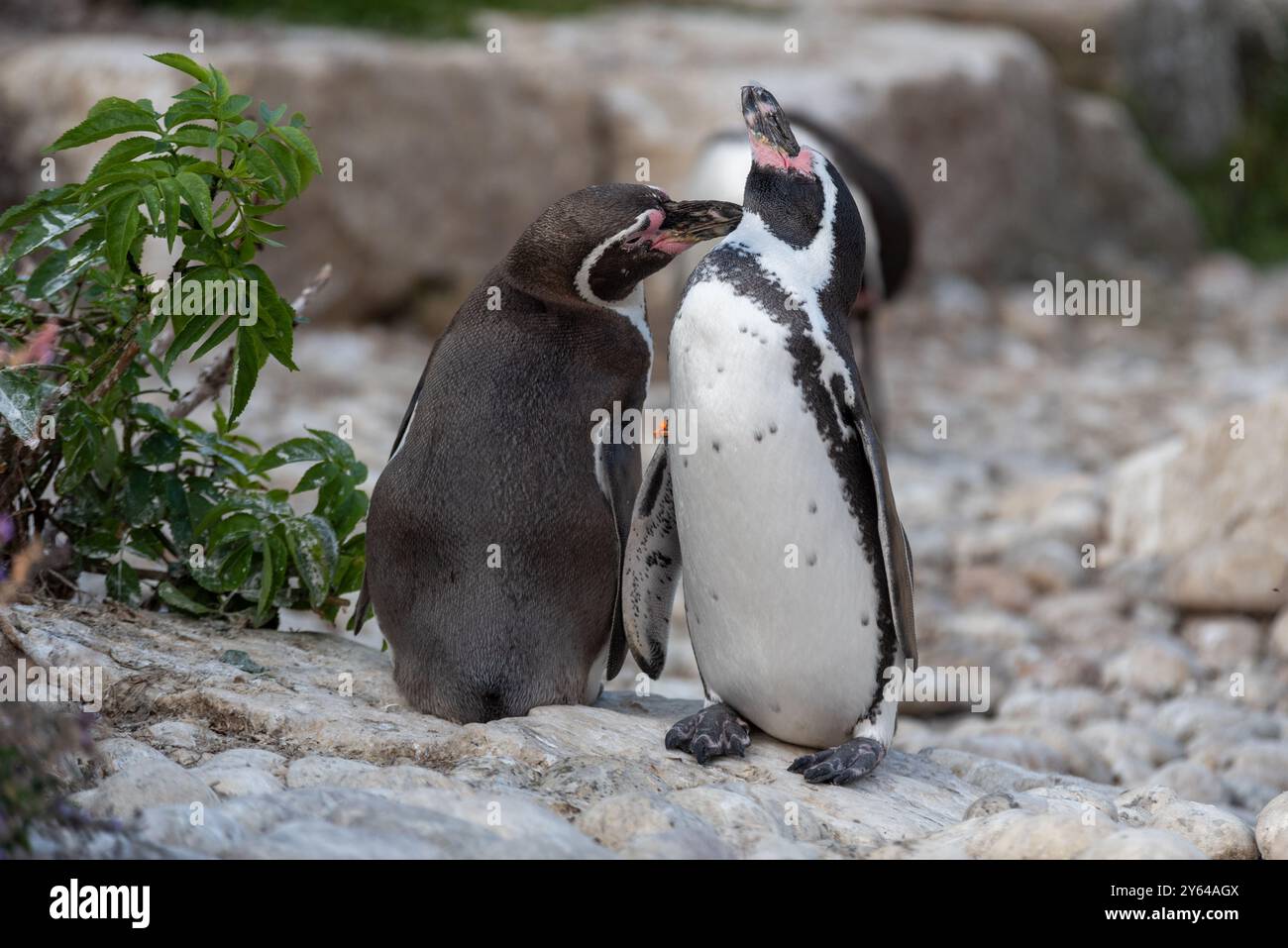 Pair humboldt penguins hi-res stock photography and images - Alamy