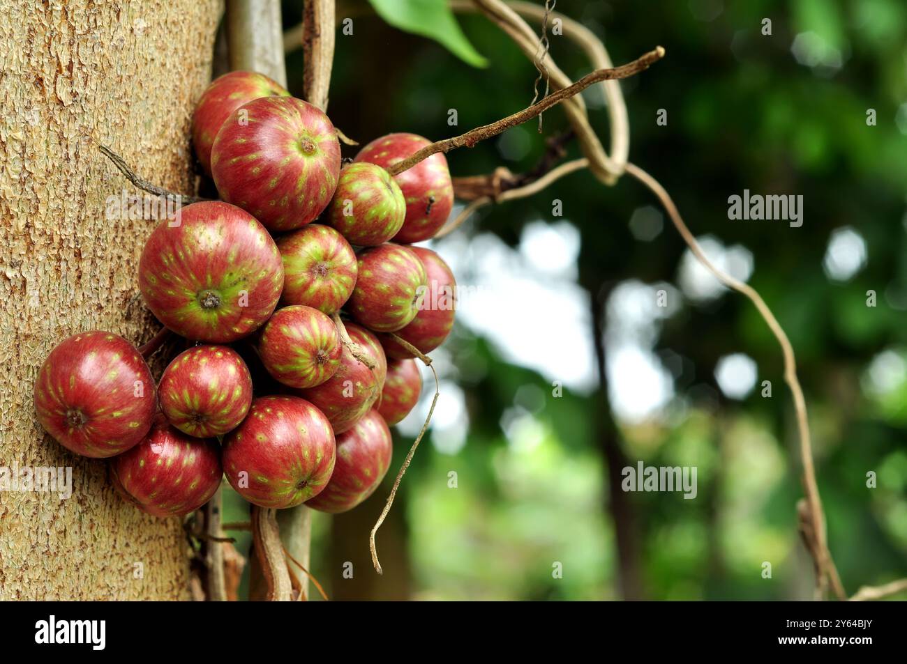 Ficus variegata is a well distributed species of tropical fig tree ...