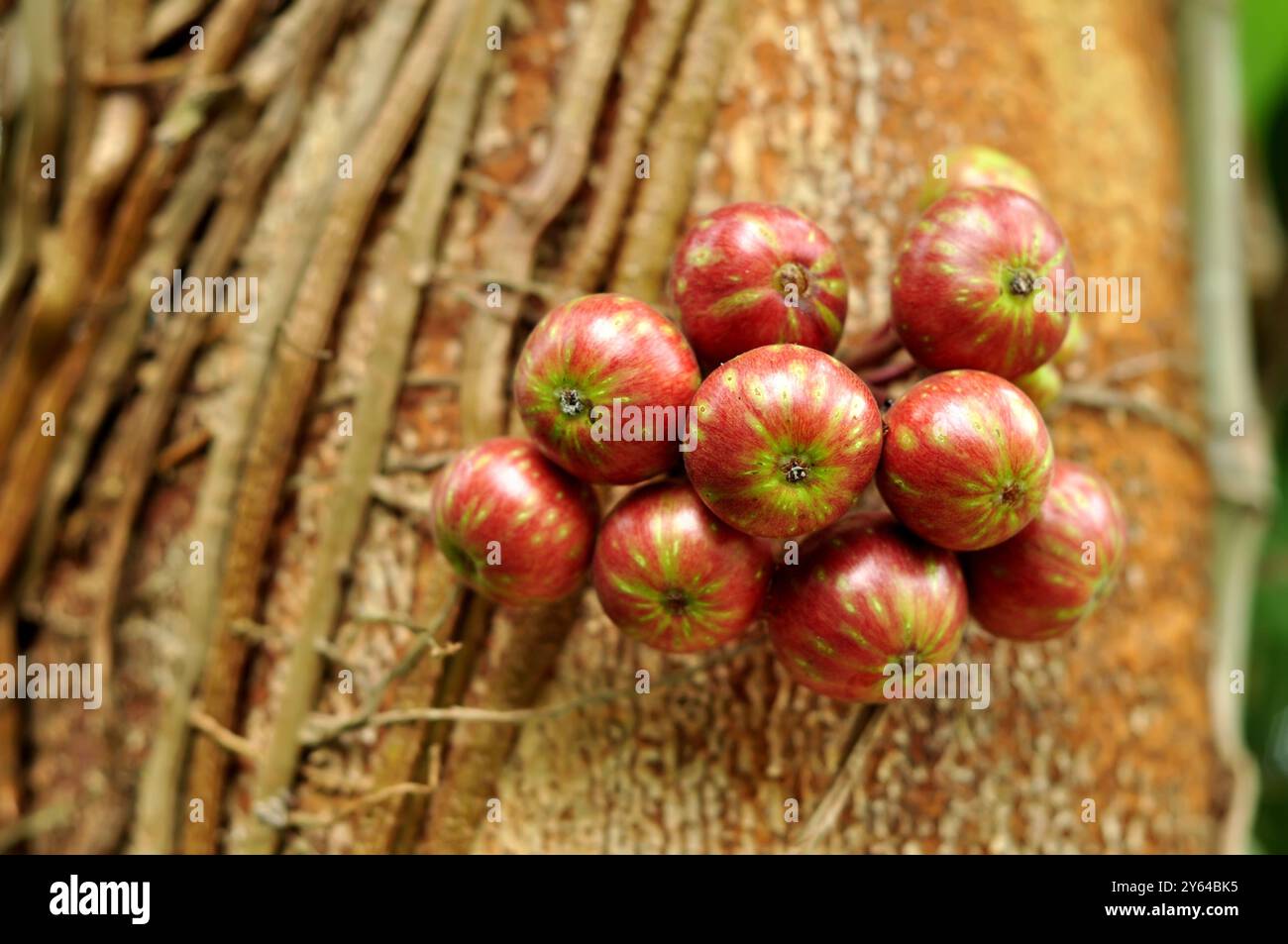 Ficus variegata is a well distributed species of tropical fig tree ...