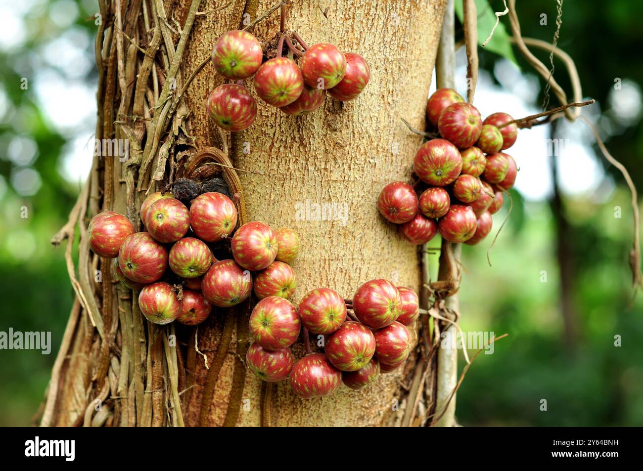 Ficus variegata is a well distributed species of tropical fig tree ...