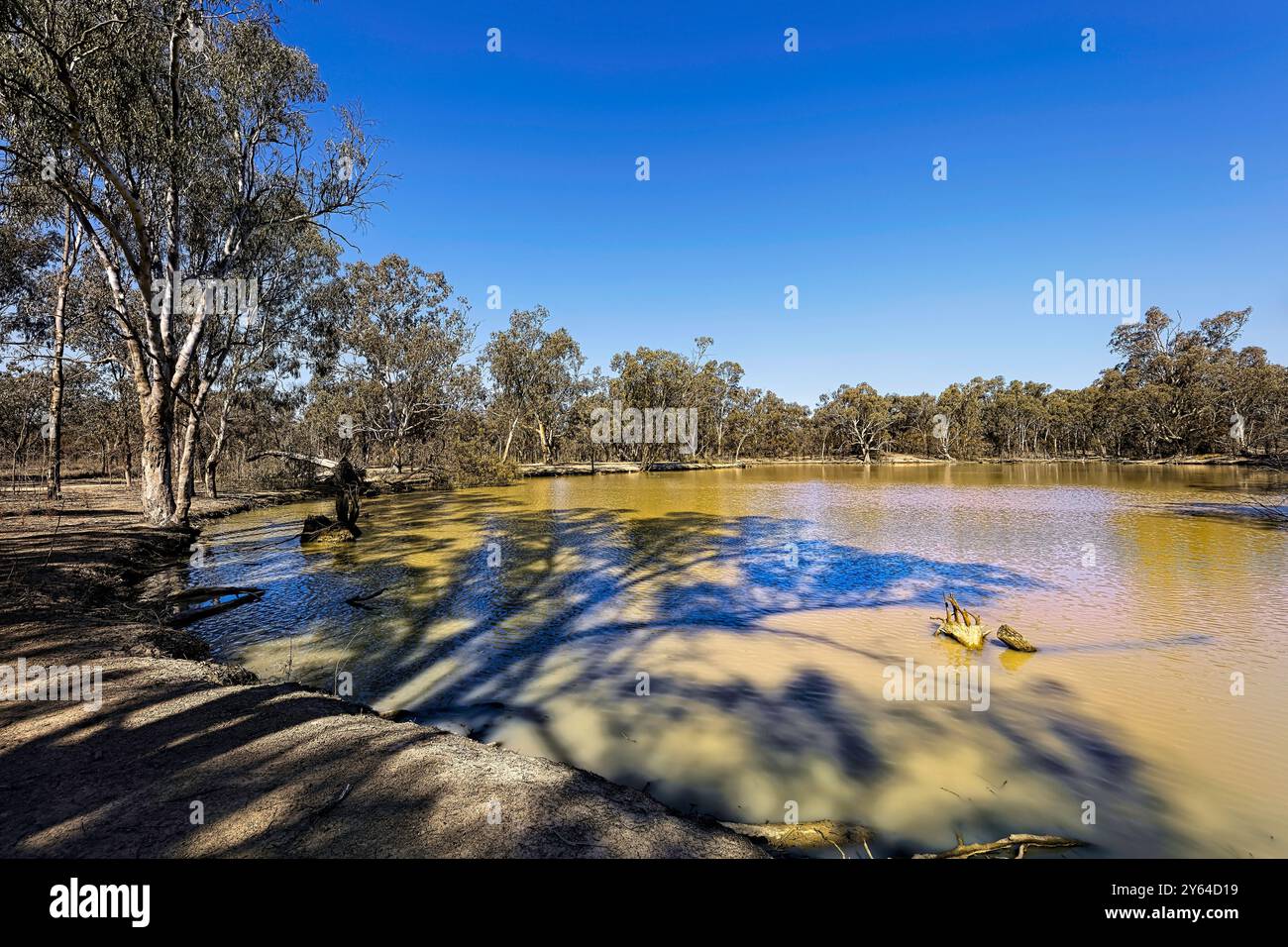 Wetlands around the Murray River , Mildura, Victoria Australia Stock Photo - Alamy