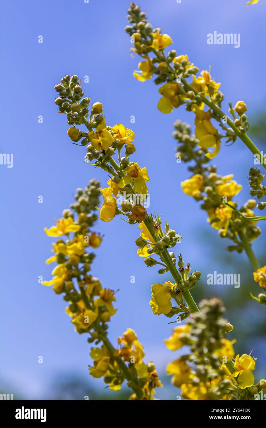 Common mullein - pale yellow flowers of verbascum nigrum plant, used as ...