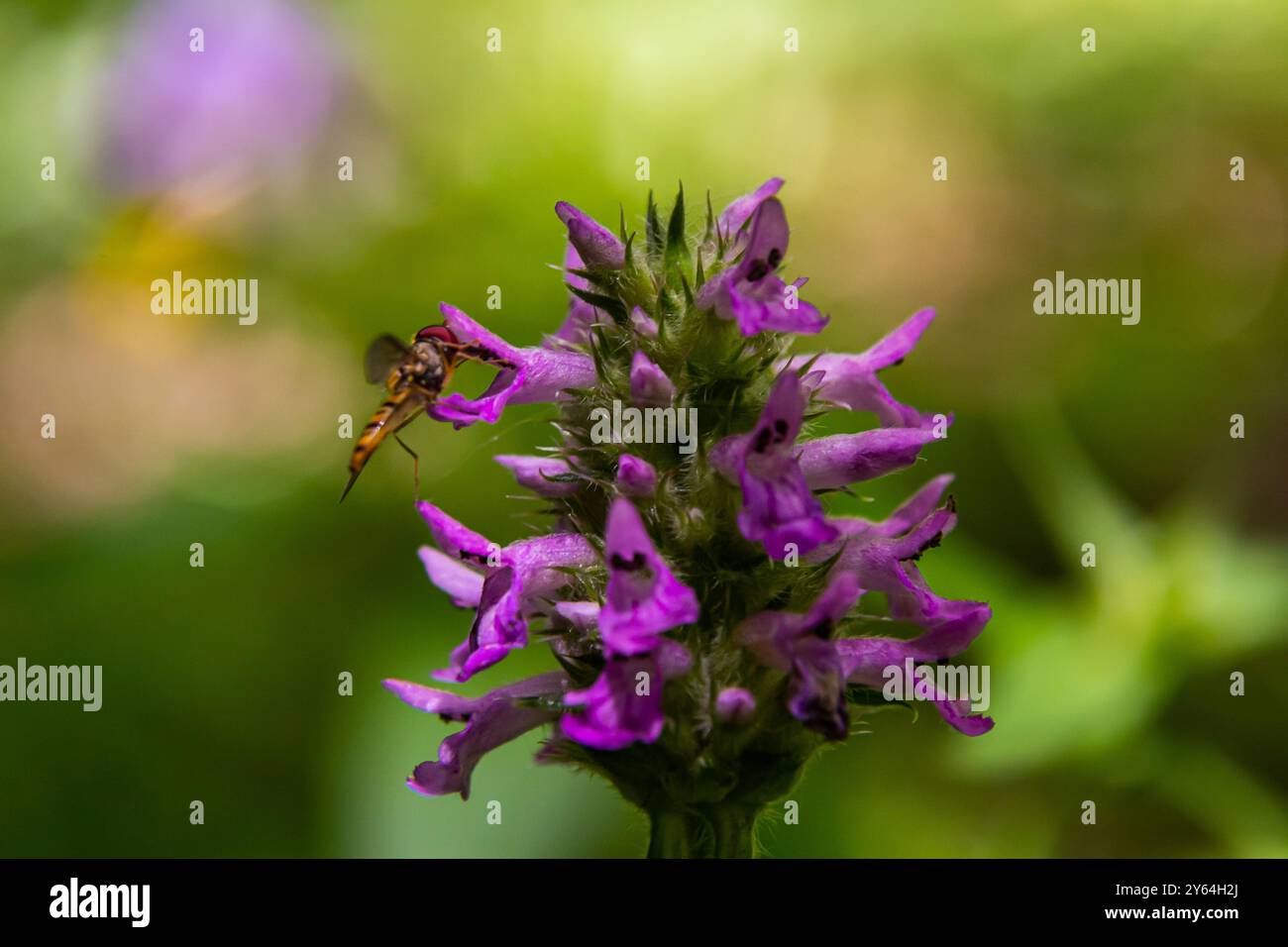 Betonica officinalis Stachys officinalis, commonly known as common ...