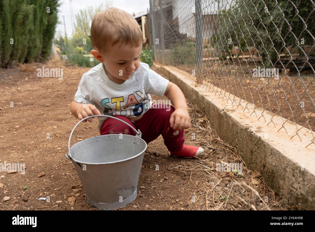 boy with bucket picking olives from the ground Stock Photo - Alamy