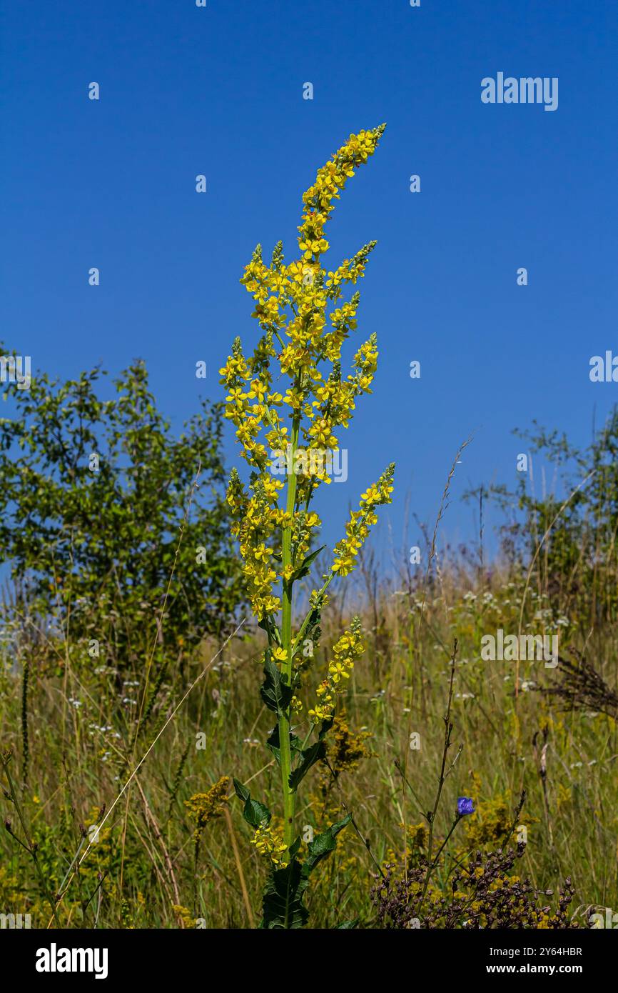 Common mullein - pale yellow flowers of verbascum nigrum plant, used as ...