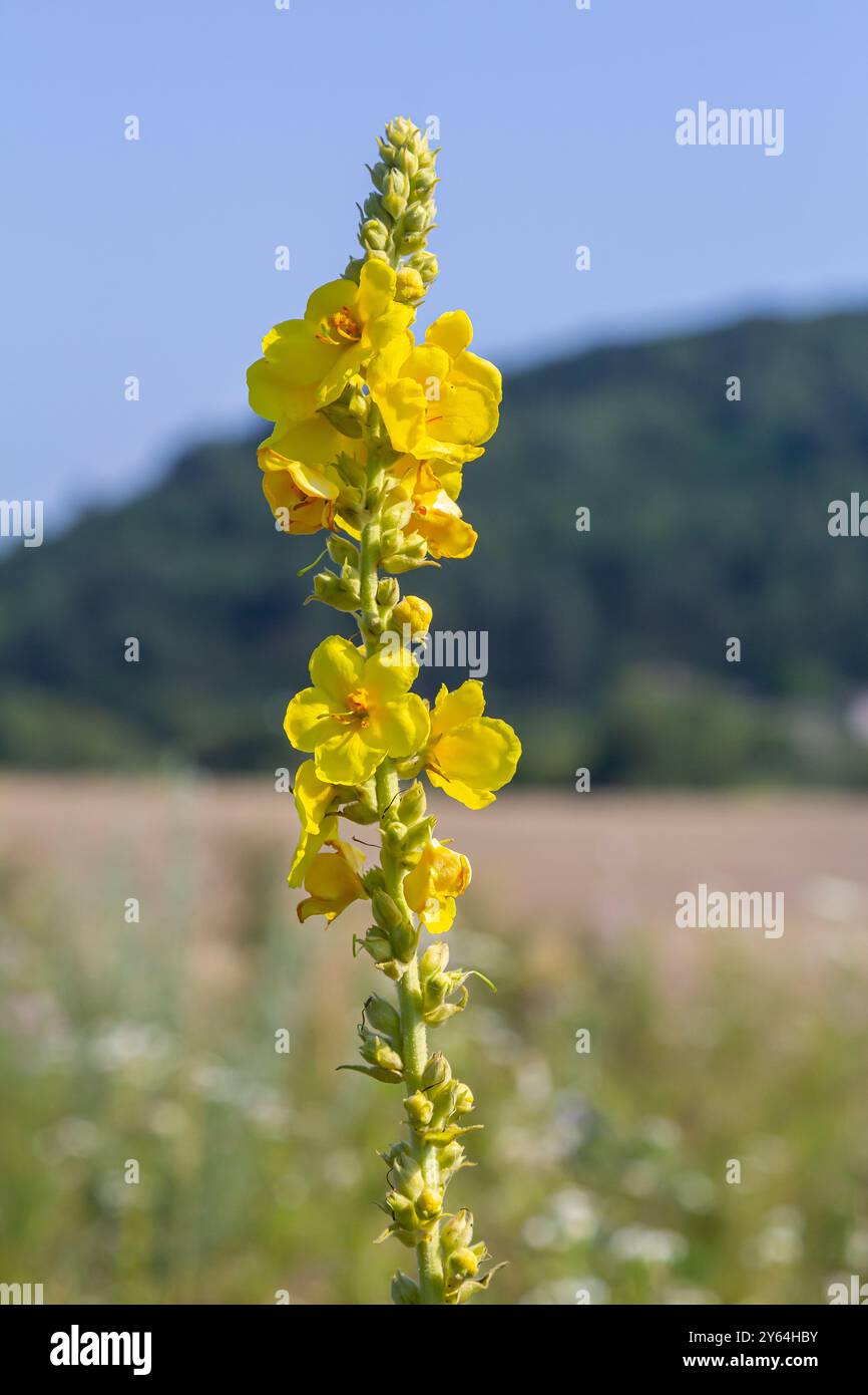 Common mullein - pale yellow flowers of verbascum nigrum plant, used as ...