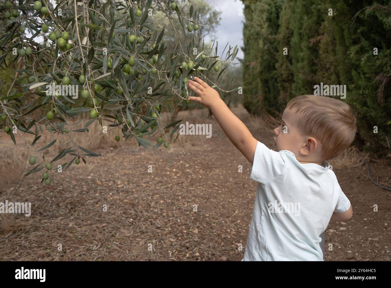 boy picking olives in an olive tree Stock Photo - Alamy