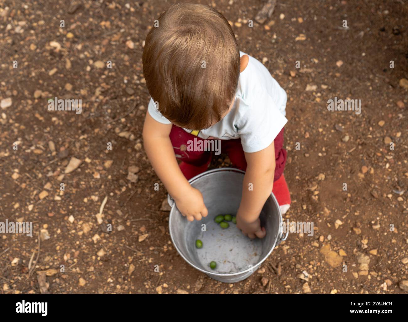boy with bucket picking olives from the ground Stock Photo - Alamy
