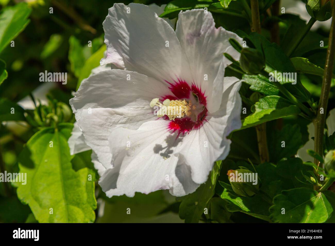 Two tender flowers of hibiscus syriacus Manuela in a sunny summer day ...