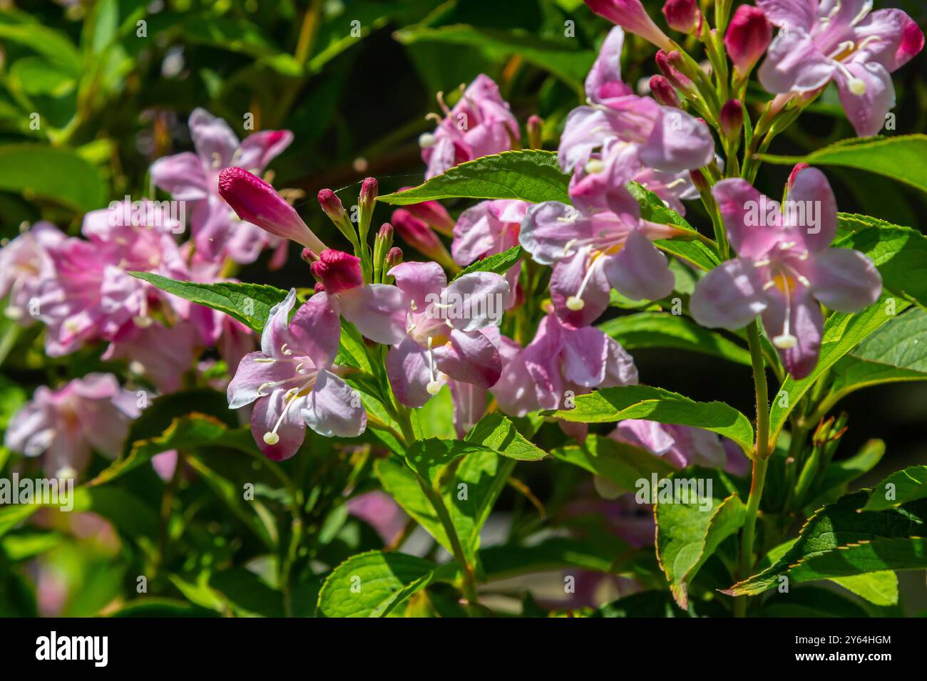 Weigela Bristol Ruby red flowers - Latin name - Weigela florida Bristol ...
