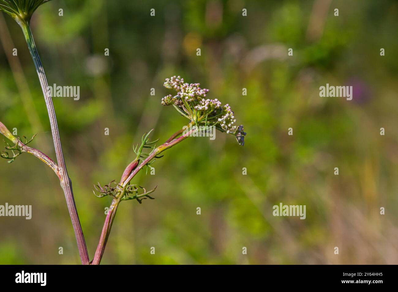 Selinum wallichianum, close-up of yarrow blossom, bokeh background ...