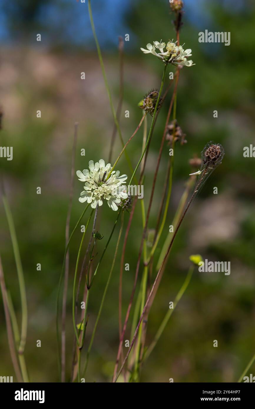 Cream scabious pincushion, Scabiosa ochroleuca, in flower Stock Photo ...
