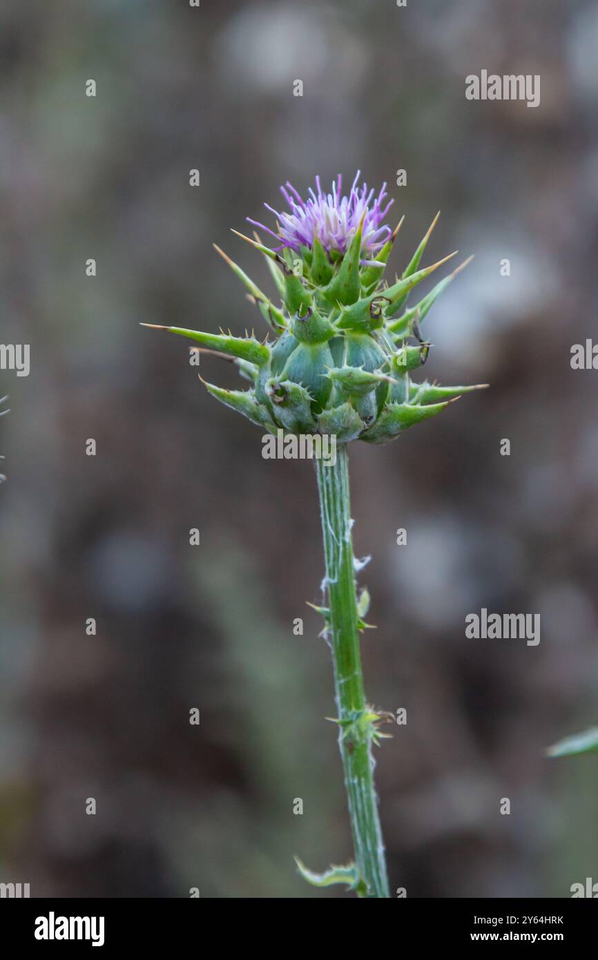flower milk Thistle close-up. medicinal plant milk Thistle Stock Photo ...
