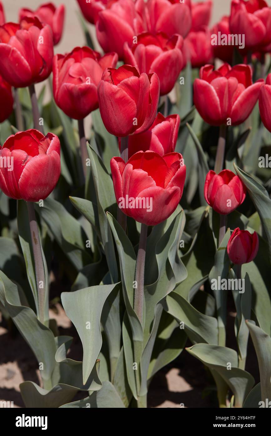 Tulip Surrender, red flowers in spring sunlight Stock Photo - Alamy