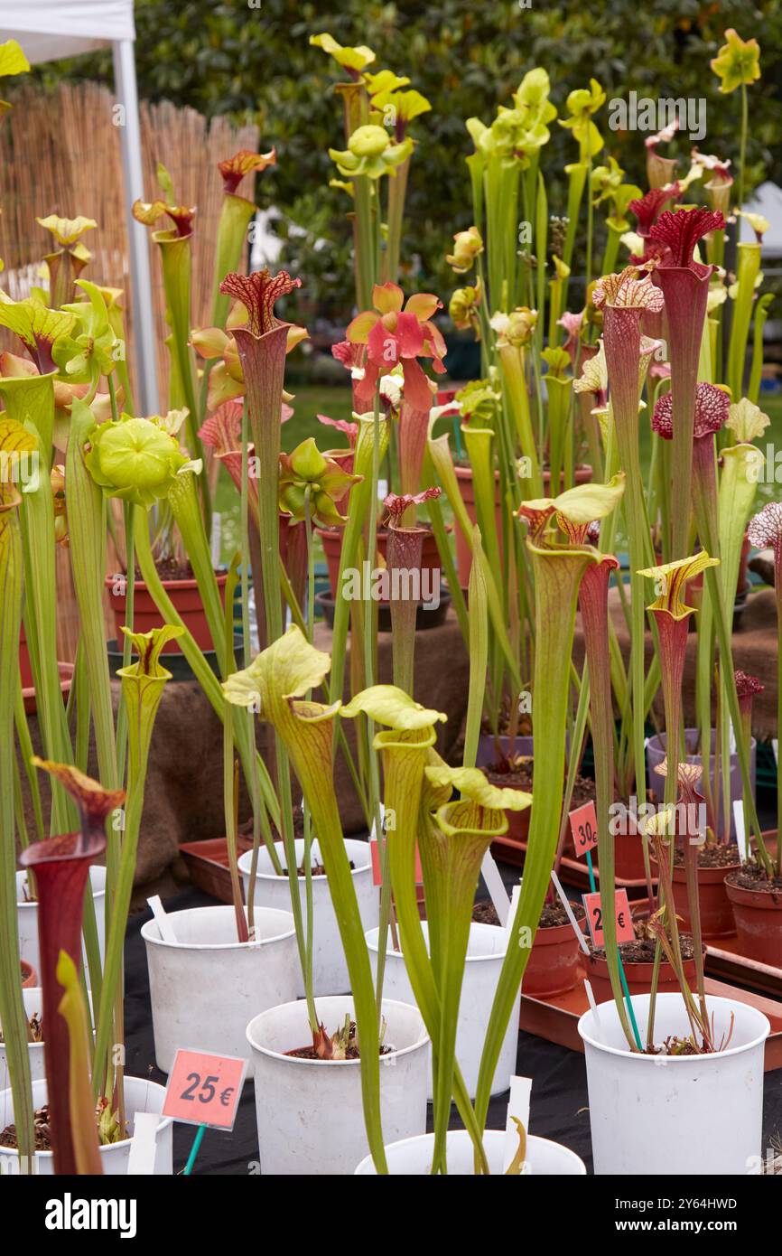 Sarracenia, pitcher green and red plants in vases Stock Photo - Alamy