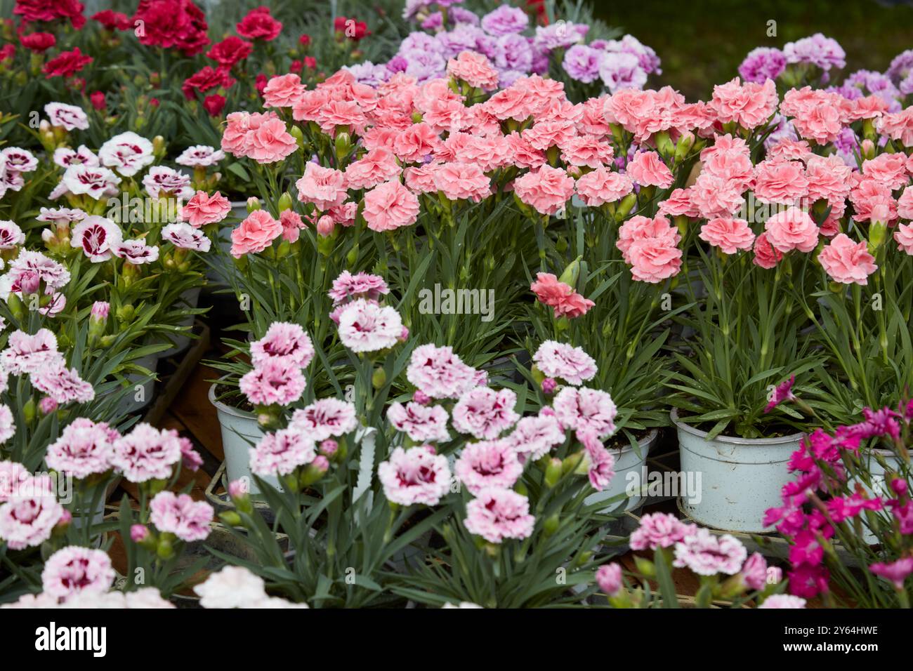 Dianthus, carnation plants with flowers in various colors in vases ...